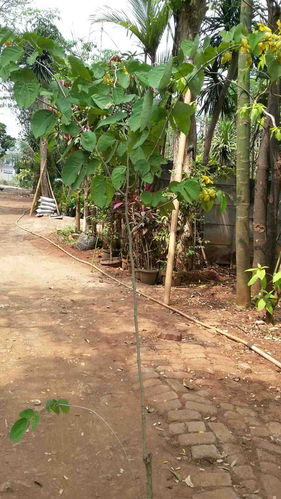 Jual Pohon Cassia Fistula/trengguli - IklanGratiz